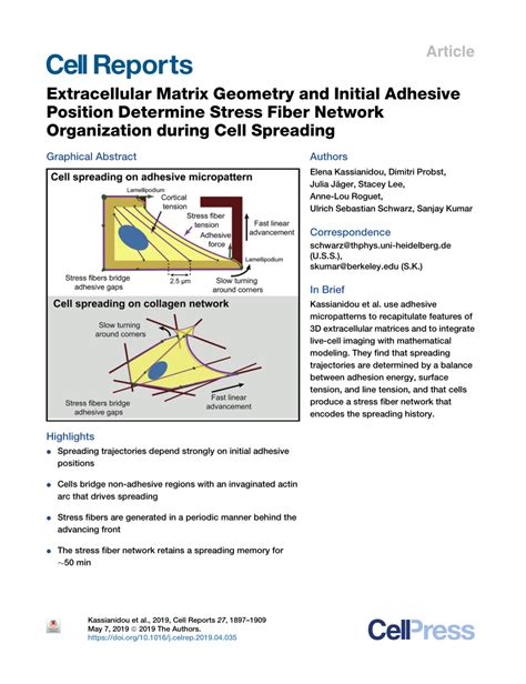 Pdf Extracellular Matrix Geometry And Initial Adhesive Position Determine Stress Fiber Network