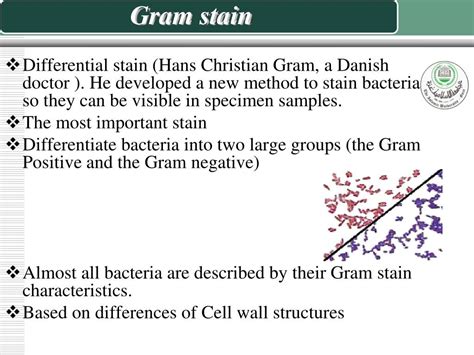PPT Bacterial Stains PowerPoint Presentation Free Download ID 525569