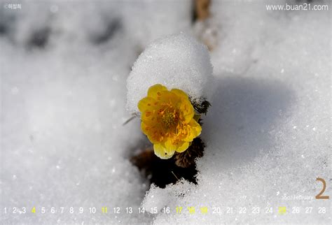얼음 속에 피는 꽃 ‘얼음새꽃