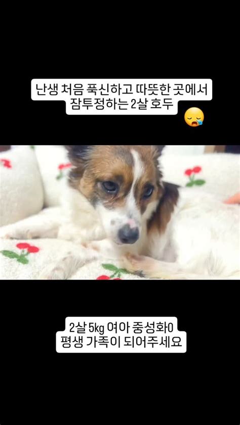 평창보호소호두 의 가족이 되어주세요 길에서는 죽은 줄도 모르는 새끼를 혼자 낳던 엄마 보호소에서는 다른 애들에게 치여 구석에 있던 아이가 임보집에 오니 이렇게 아기가