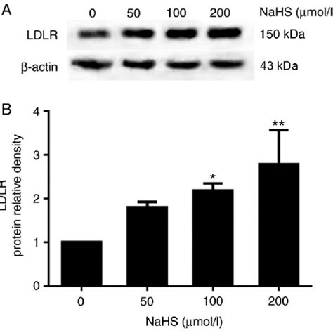 Pcsk9 Sirna Reduces Pcsk9 Expression Which In Turn Increases The Ldlr
