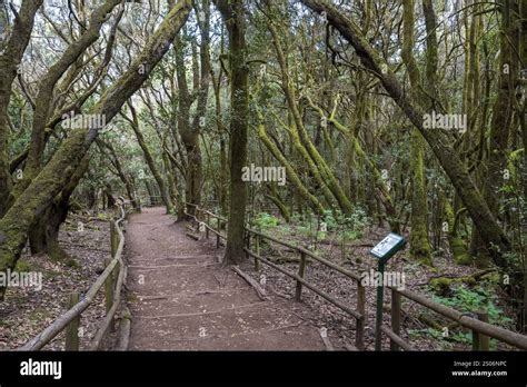 Hiking Trail In The Cloud Forest Laurel Forest Garajonay National