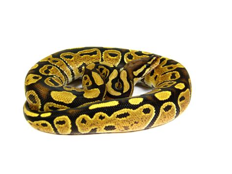 Morph List World Of Ball Pythons