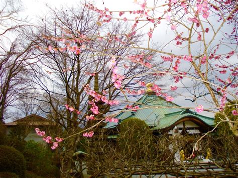Japan Naked Hot Springs Michmash