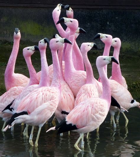 How Ice Skating Flamingos Collectively Get In The Mood For Sex