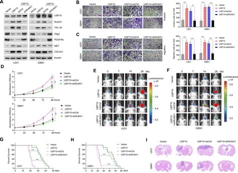 Usp10 Deubiquitinates Runx1 And Promotes Proneural To Mesenchymal