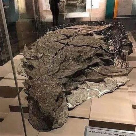 Reece The Nodosaurus Seen Here Is One Of The Best Preserved Dinosaurs