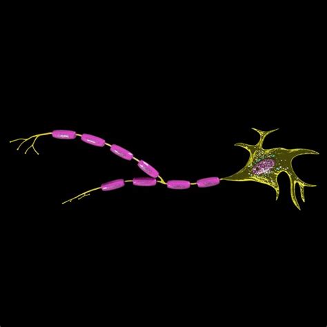 Neuron Blender Models For Download Turbosquid