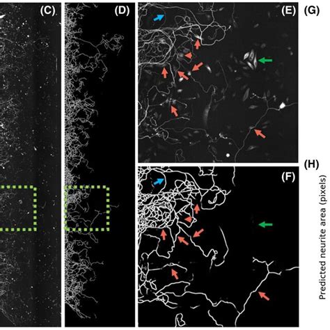 Validation Of The Model To Identify Neurite Structure In Drg‐dms273