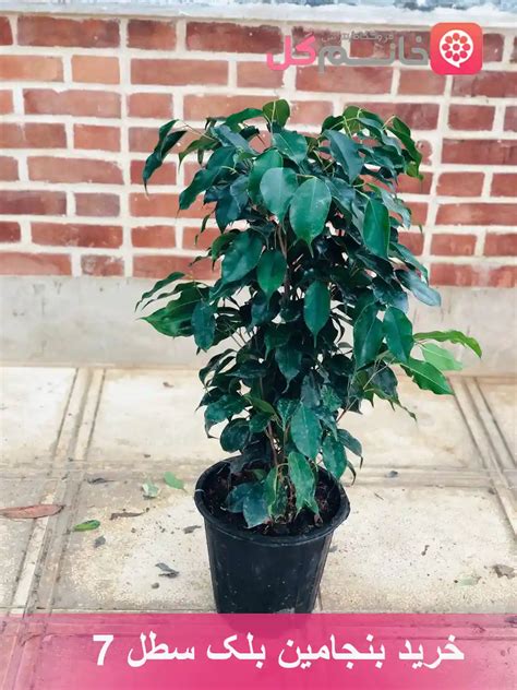 نگهداری گیاه بنجامین بلک علت ریزش برگهای گل بنجامبن بلک فروشگاه Msgol