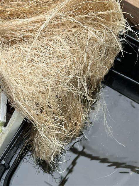 Dwc Hydroponics Grozine