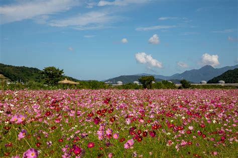 경기도 가을 여행지 여주 당남리섬 핑크뮬리 경기도 꽃구경 가을 나들이 네이버 블로그