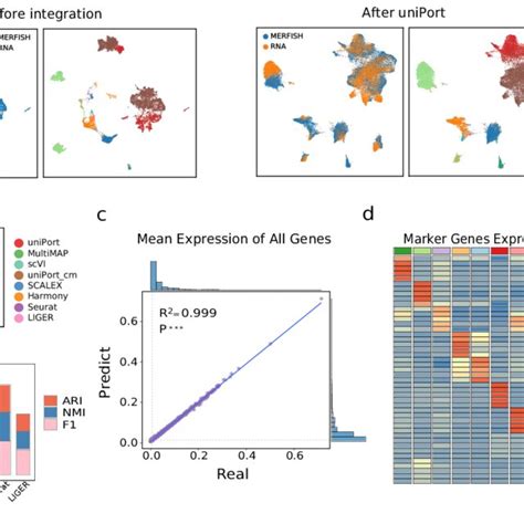 Uniport Predicts Scrna Genes By Merfish Data A Umap Visualization Of