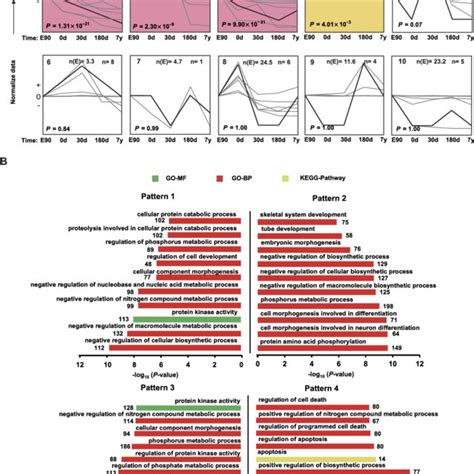 Expression Patterns For Differentially Expressed Mirnas A The Trends