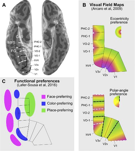 Figure 1 From A Step Toward Understanding The Human Ventral Visual