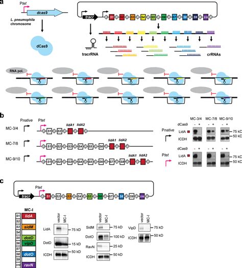 Repeat Spacer Arrays Facilitate Multiplex Gene Silencing A Schematic Download Scientific