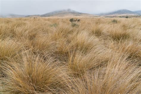 Temperate Grassland Trees