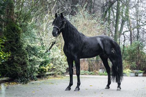 Hermes Hades Stal Hermes