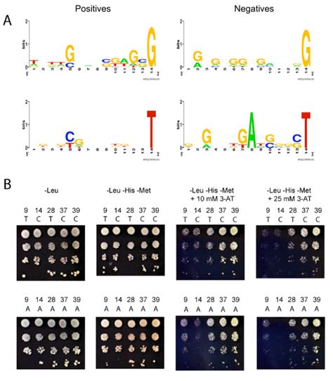 Sequence Context Effects Were Not Determined By Individual Nucleotides