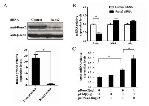 Combination Of Runx2 And Cbfβ Upregulates Amelotin Gene Expression In