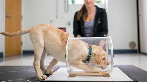 Stay Ahead With Duke University Research News Fusion Chat