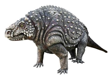 Scutosaurus Pictures Az Animals