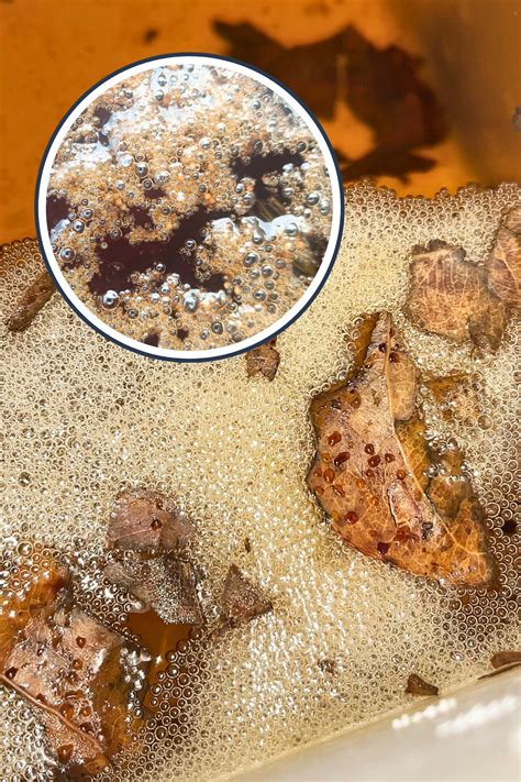 เลิฟเบตต้าฟิช ไข่ฝ่อ ในปลากัด หรือปลาพันธุ์อื่น ๆ ที่ขยายพันธุ์แบบวางไข่ภายหลังการรัดของตัว