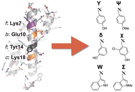 Coiled Coils American Peptide Society