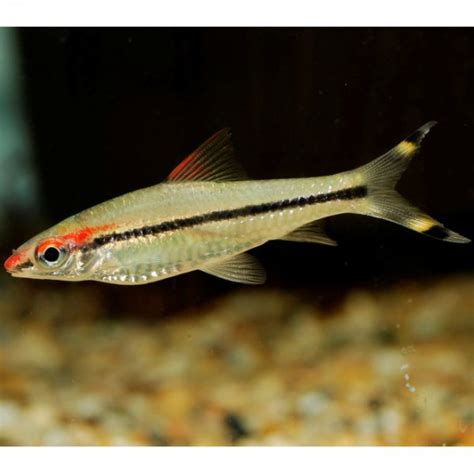 Red Line Torpedo Barb Sahyadria Denisonii