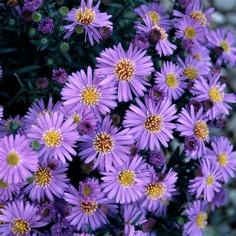 Aster Dumosus Professor Anton Kippenburg New York Aster From Hoffie