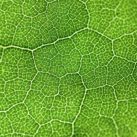“healing Patterns How Natural Designs Can Improve Your Well Being” Cascavel