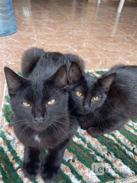 Отдам котят мальчик и девочка возраст 4 5 месяца в г Кутаиси