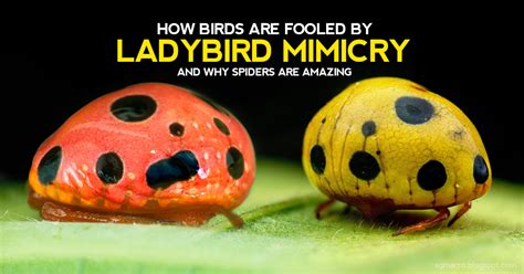 Ladybird Mimic Spider