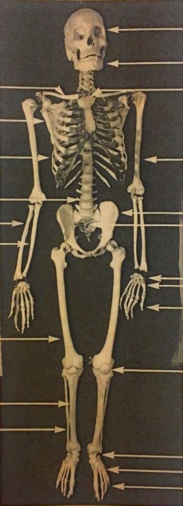 lower skeleton partial diagram quizlet