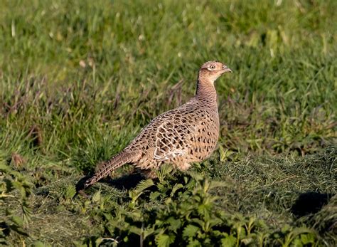 Female Pheasant Hen Free Photo On Pixabay Pixabay
