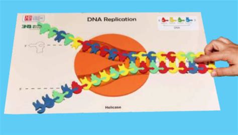 DNA Replication