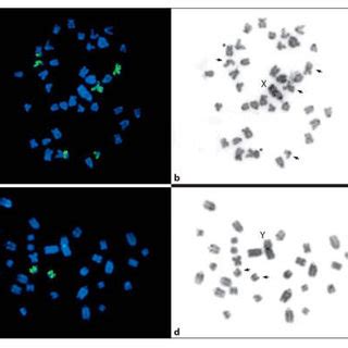 Cross Species FISH Of Sex Chromosome Probes A E2Y On A Male Specimen Download Scientific