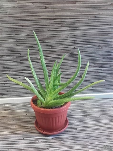 Стайно растение Алое Вера Цветя декоративни растения София Присадени растения на 4 го