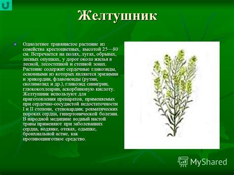 Желтушник - трава сердечная