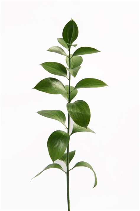 Foliage Ruscus Ponte Tresa