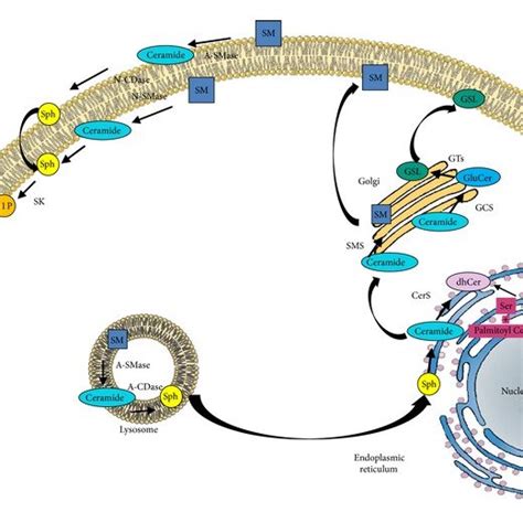 Schematic Diagram Of The Main Metabolic Pathways And Signaling Pathways