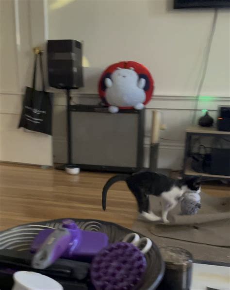hold my catnip while i get attacked by a sandworm r holdmycatnip