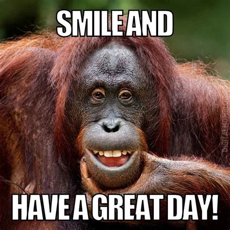 Funny Gorilla Smiling