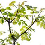 Branch Definition Of Branch