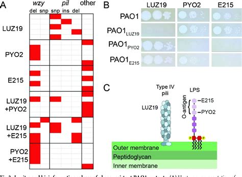 Figure 3 From Leveraging Mathematical Modeling Framework To Guide Regimen Strategy For Phage