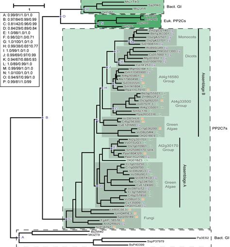 Phylogenetic Orthogonal Tree Depicting Interrelationships Between