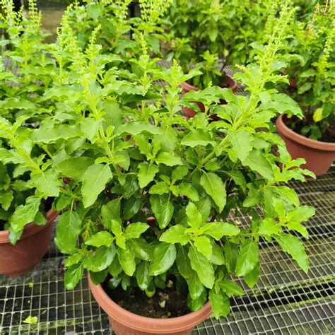 Green Holy Basil With Flowers Furniture And Home Living Gardening