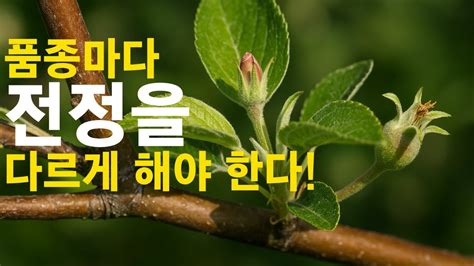 6편 주요 사과 품종 5종후지홍로아리수시나노골드감홍별 수세 특징과 조절 방법 20250515 Youtube