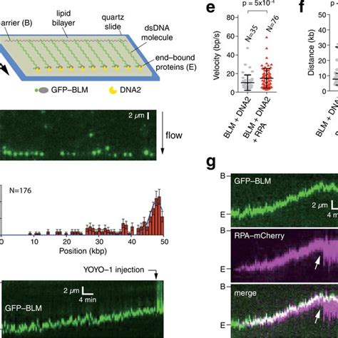 Generation Of Ssdna During Dna End Resection A Schematic Of Download Scientific Diagram