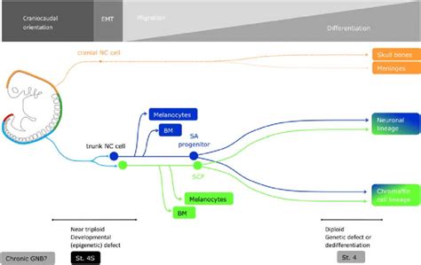 Metastatic Neuroblastoma Stages Related To The Embryonic Development Of Download Scientific